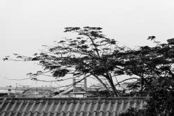 Tree Porn Photo Pics