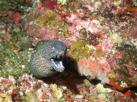 Spotted Moray Eel Oregon Coast Aquarium