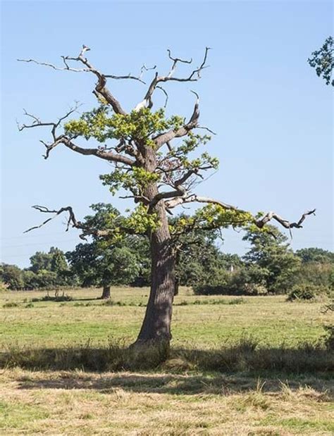 Problems For Trees Ovington Trees