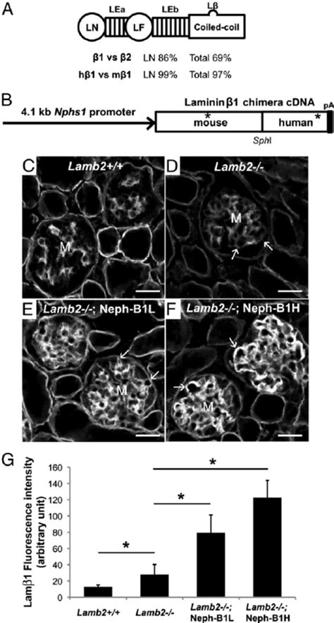 Generation And Characterization Of Transgenic Mice Expressing A Download Scientific Diagram