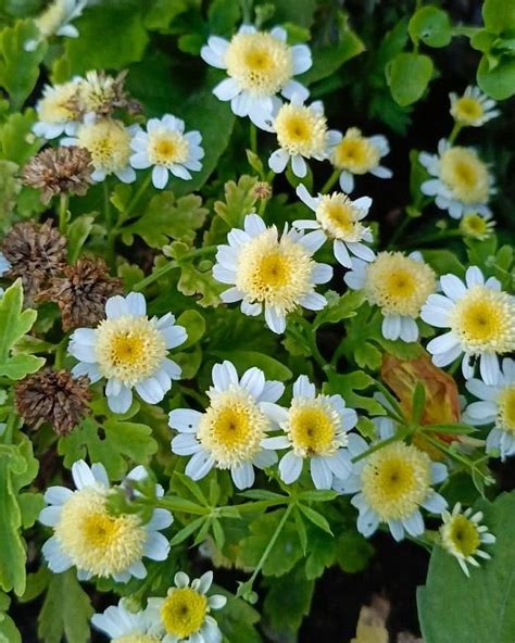 Pyrethrum The Insect Repelling Daisy Usa Garden Hub