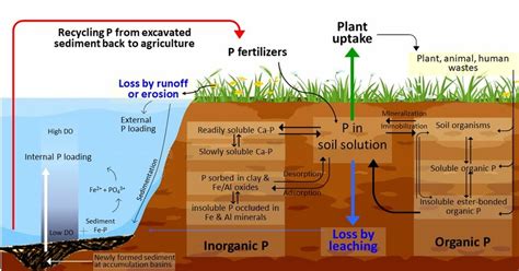 The Phosphorus P Cycle In Soil Adapted From Weil And Brady 2017
