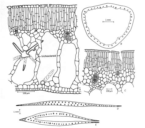 Lecture 20 Leaves Variation