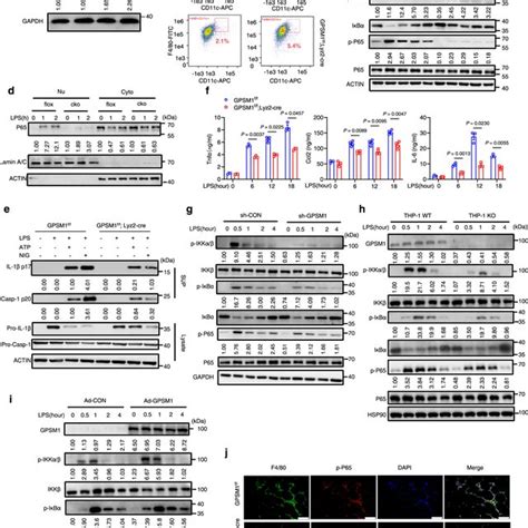 Gpsm1 Loss Inhibits The Pro Inflammatory Signaling Pathway Via Download Scientific Diagram