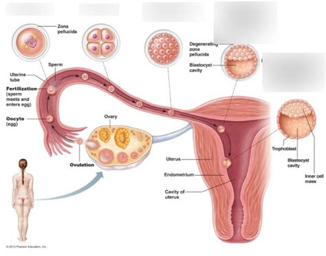 Fertilization Diagram Diagram Quizlet