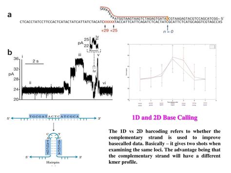 Ppt Genome Assembly And Structural Variation Detection From Minion