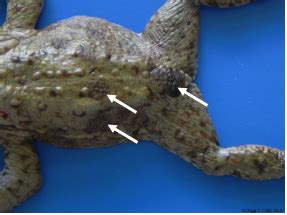Amphibian Herpesvirus Skin Disease Garden Wildlife Health