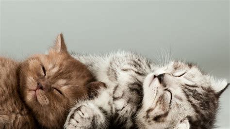 How To Tell Kitten Age Complete Guide To Cat Life Stages Growth Signs