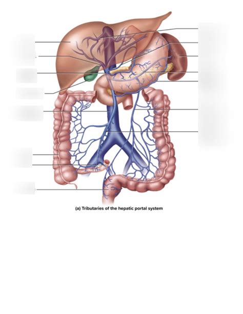 Hepatic Portal System Diagram Quizlet