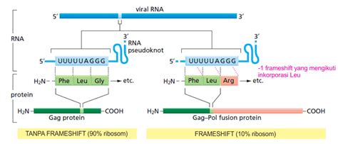 Sintesis Protein Translasi Rna Dan Modifikasi Postranslasional