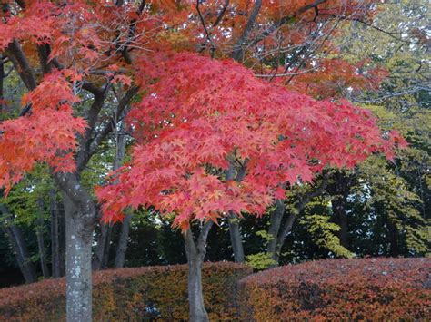 紅葉公園 S2463 写真共有サイト「フォト蔵」