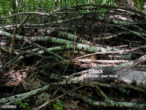 쓰러진 자작나무 가지가 나무 사이 숲에 쌓여 있습니다 삼림 벌채와 숲의 나무에 대한 주제 숲 배경과 질감 여름에 나무를 수확합니다 가을에 대한 스톡 사진 및 기타 이미지