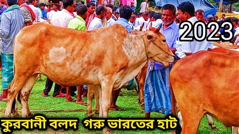 জমজমাট 2023 কোরবানির গরু হাট বিক্রি হচ্ছে বড় বড় গরু গরুর দাম ২০২৩ Ahasan Vlog Youtube