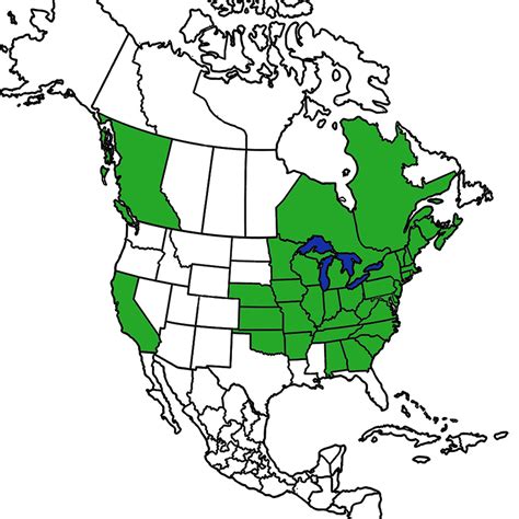 Common Blackberry Rubus Allegheniensis