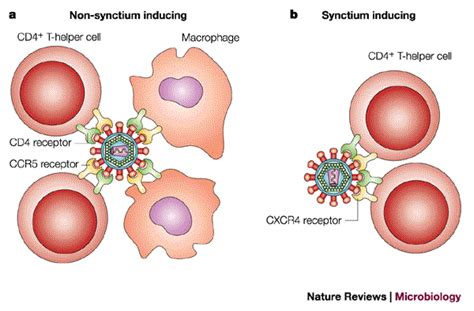 Hiv Transmission Sexually Hiv Transmission Sexually