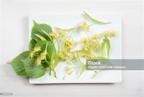 큰 잎을 가진 린든으로 알려진 틸리아 플라티필로스는 가정 부엌의 흰색 현대 세라믹 접시에 나무 잎을 갓 고른 꽃입니다 한방 의학 개념 최소한의 스튜디오 촬영 0명에 대한