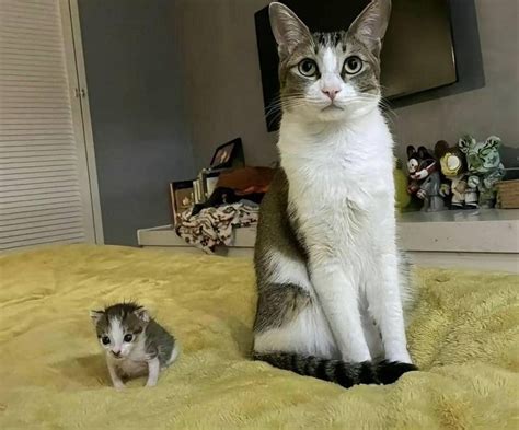 Cats котэ прикольные картинки с кошками смешные картинки и другие приколы комиксы гиф