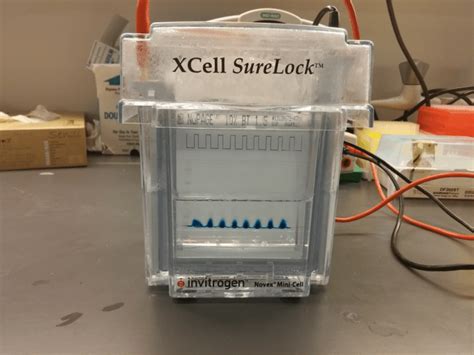 Sds Page Loading Buffer 5x Recipe Sds Page Loading Buffer 5x Recipe