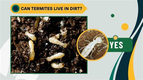 Where Do Termites Live 35 Faqs And Facts About Their Habitat