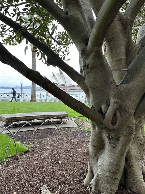 Custom Tree Bracing Solutions By Arborscan