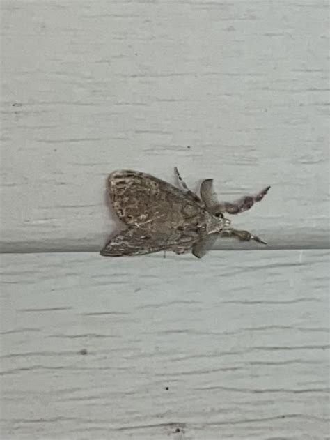 Variable Tussock Moth From Landers Swink Rd Eclectic Al Us On August 12 2024 At 1118 Am By