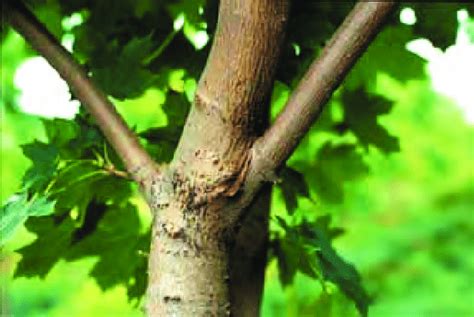 6 The Branch Attachment To The Left Is Strong With The Branch Bark