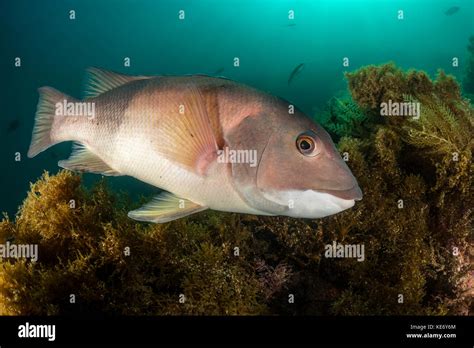Pacific Sheepshead Fish