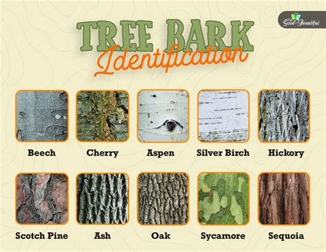 Tree Bark Identification In 2024 Tree Bark Identification Tree Bark