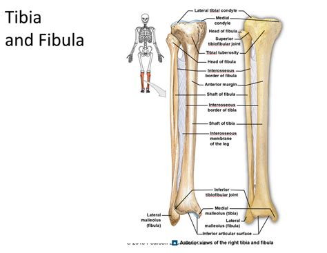 Tibia And Fibula Labeled Anatomy