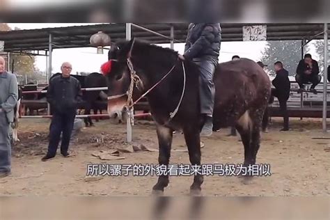 为什么说骡子与马过不去？看看马究竟干了啥好事，镜头记录全过程好事骡子镜头