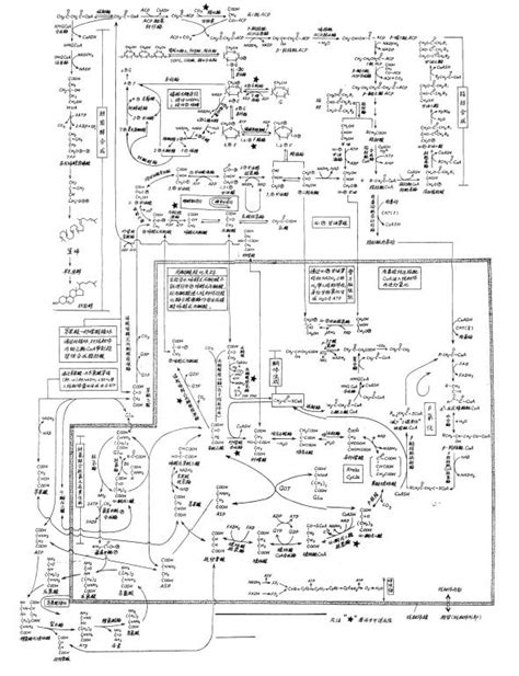 三大物质代谢图 检验学院