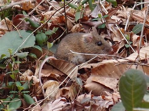 アカネズミ この生きものは何でしょう 動物 この生きものは何でしょう 県内の動植物種について知りたい身近な生きもの