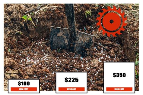 Deep Root Fertilization Cost Hayward Tree Service