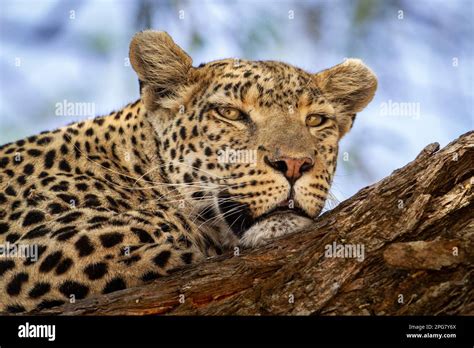 Leopard Portrait Close Up Of Face Head Eyes And Mouth Panthera