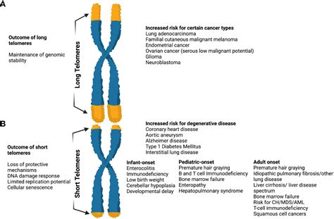 telomeres and cancer