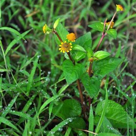 雨伞草图片像伞的植物图片雨伞花第3页大山谷图库