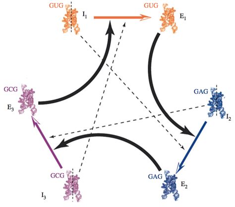Hyperbolic And Parabolic Replicators In A We Display A Simplified Download Scientific