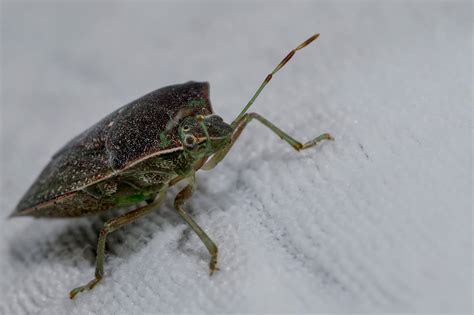 11 Insects That May Try To Make It Into Your Home This Winter