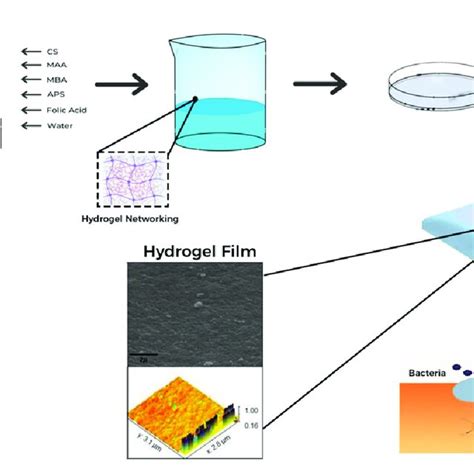 Schematic Representation Of The Synthesis Process Of The Hydrogel Film