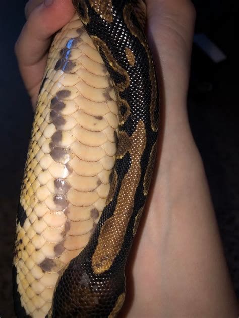 Does This Look Like Scale Rot What Is This What Do I Do Rballpython