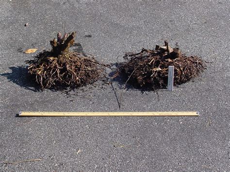 The Azalea Works Image Access Subpage