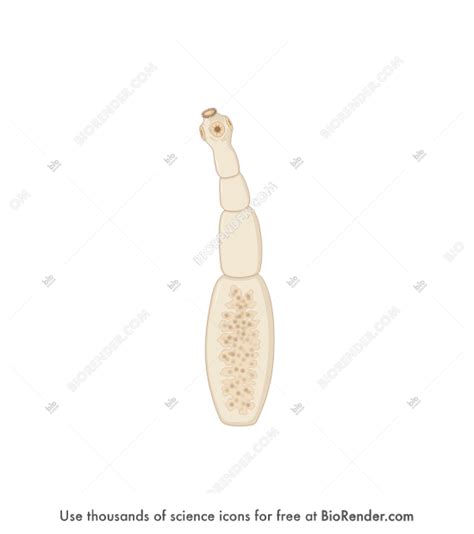 Echinococcus Granulosus Scolex