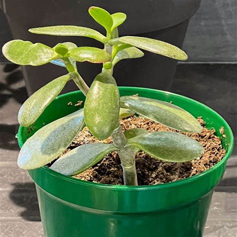 Jade Plant Care Tips That You Need To Know