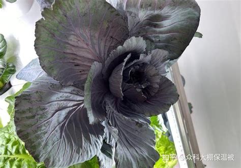 10种室内可以种植的水培蔬菜 知乎