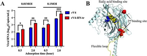 Effect Of C Terminal Truncation Of Rv4 Hn On The Ability To Adsorb To Download Scientific