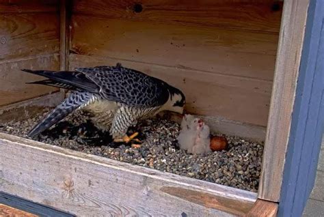 Peregrine Falcon Nest