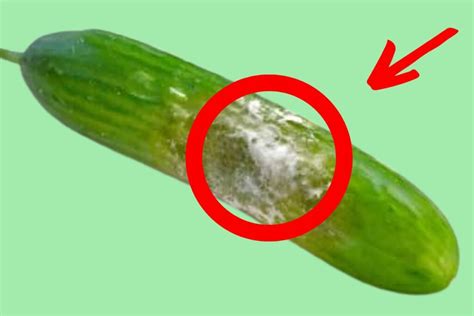 Bad Cucumbers Symptoms Prevention And Side Effects Happiness Cucumber