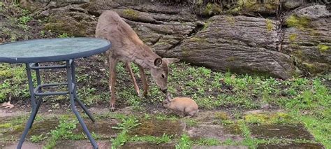 Susan Lopushinsky Spooky2 Academy