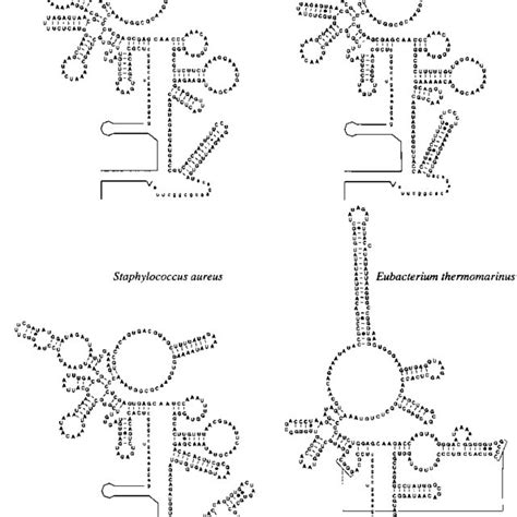 Rnase P Rna Secondary Structures Sequences Shown In Lower Case