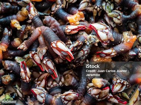 Teritip Leher Angsa Segar Atau Teritip Galicia Dikenal Di Spanyol Sebagai Percebes Foto Stok